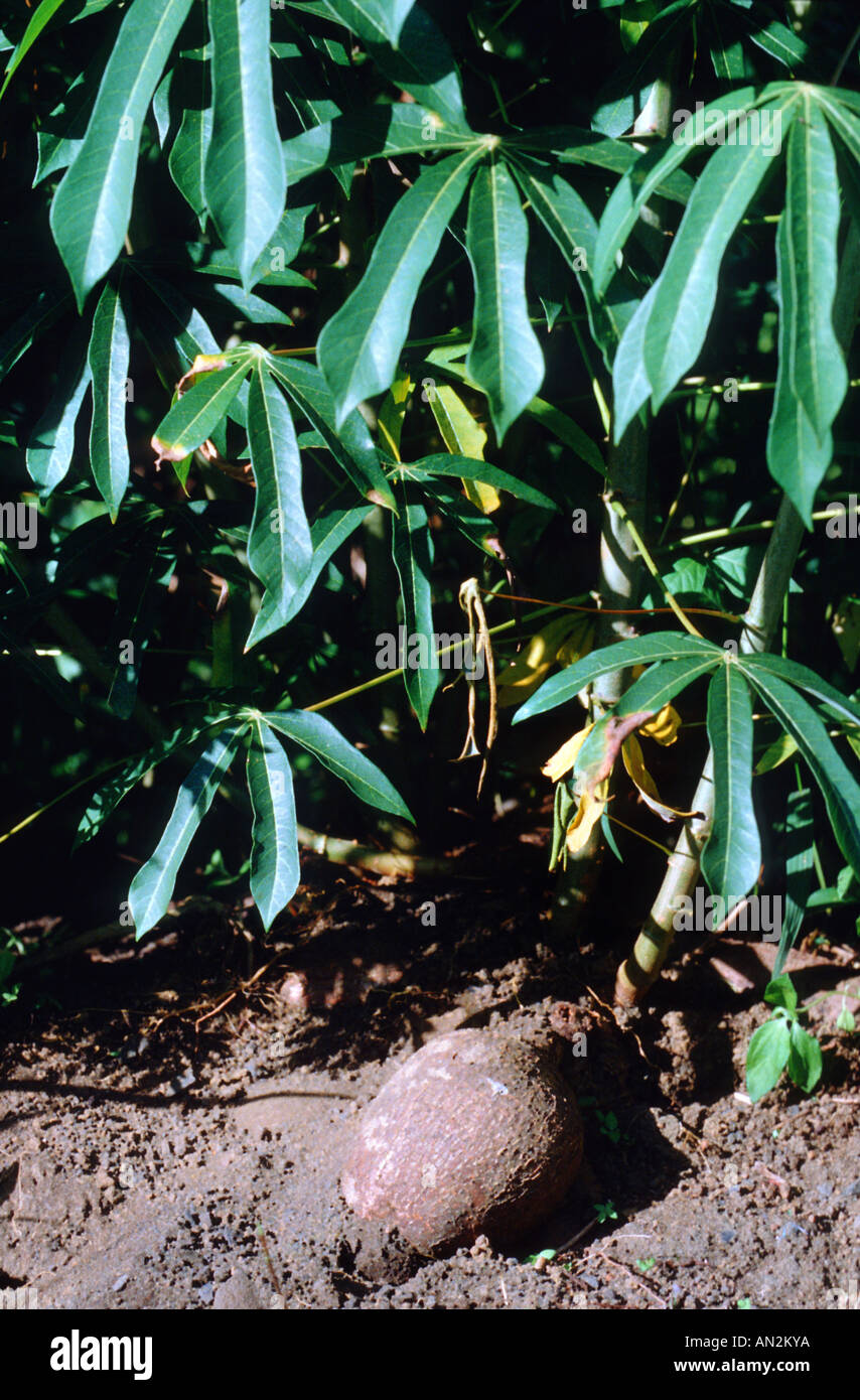 Cassava, Manioc, Tapioc, Tapioca (Manihot esculenta), storage root and ...
