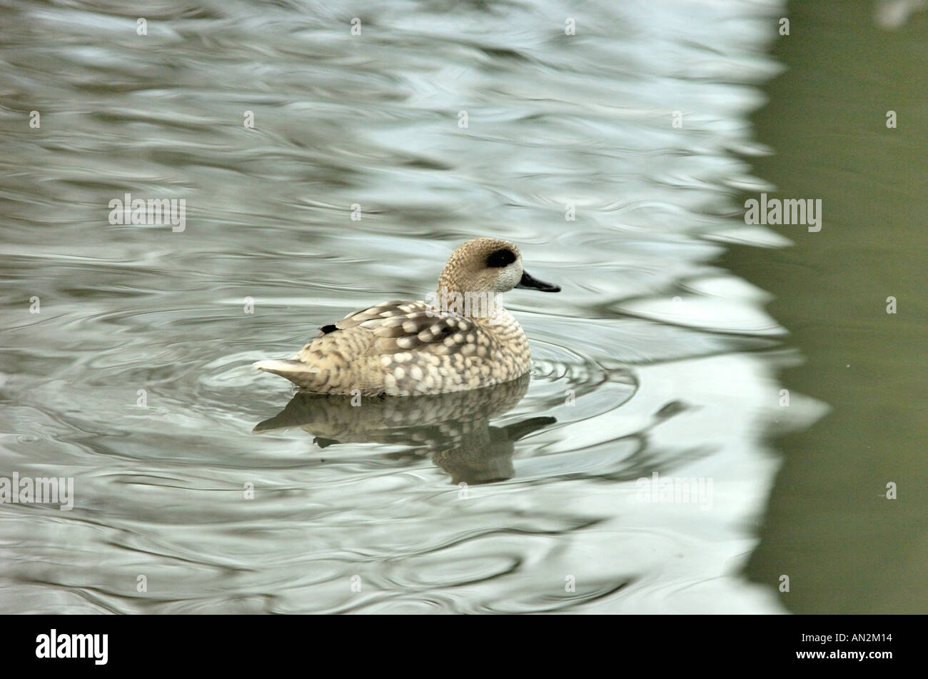 Marbled teals hi-res stock photography and images - Alamy
