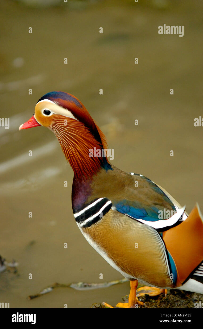 Mandarin Duck Male Stock Photo - Alamy