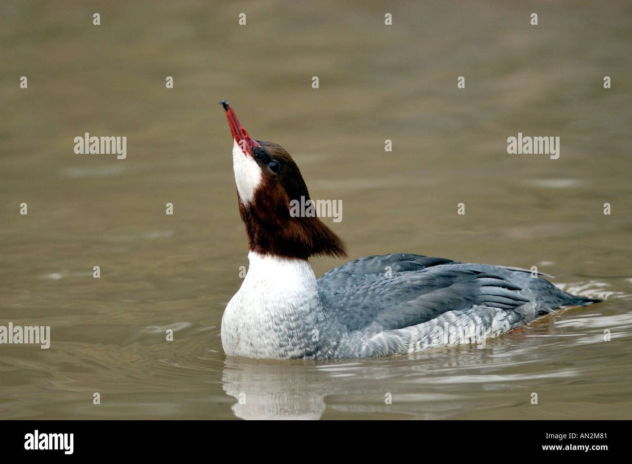 Goosander bird hi-res stock photography and images - Alamy