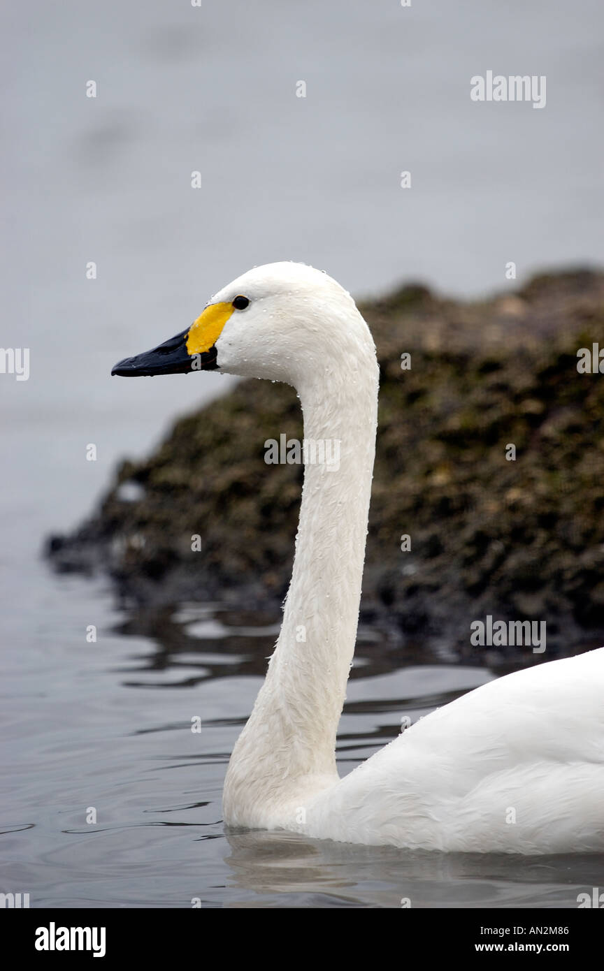 Bewick swan migration hi-res stock photography and images - Alamy