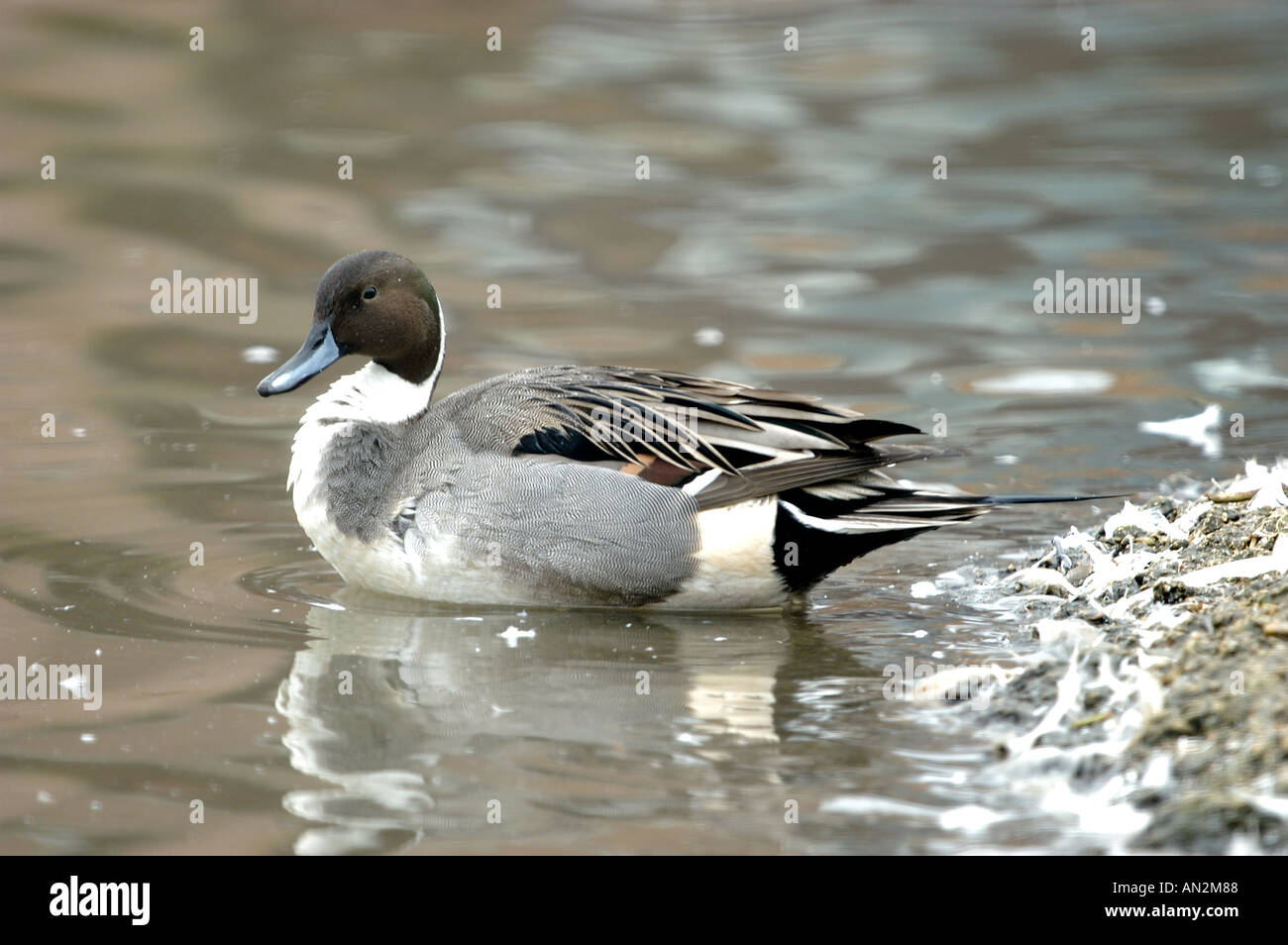 Common Pintail Male Anas acuta Stock Photo - Alamy