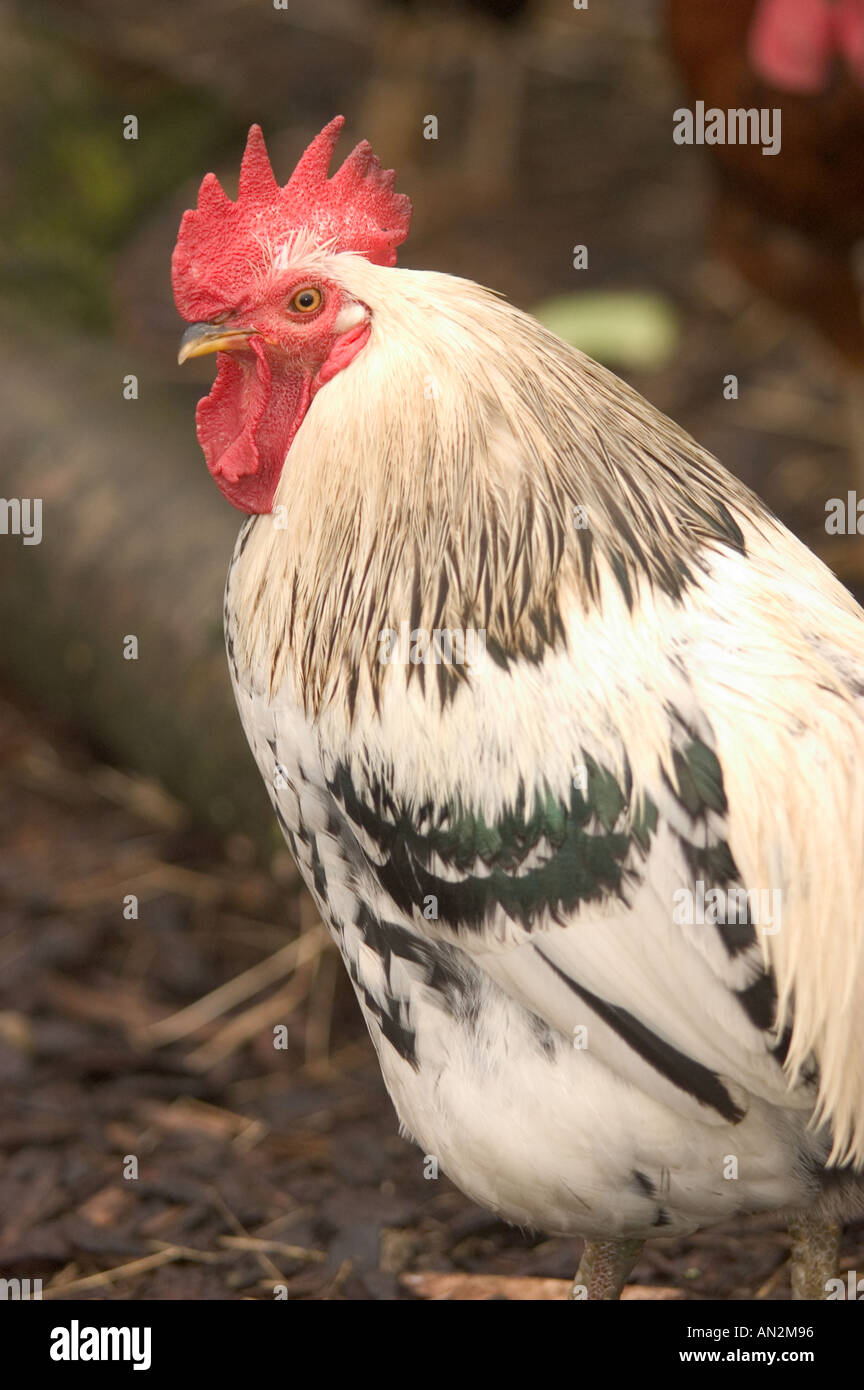 Profile Cockerel Rooster High Resolution Stock Photography and Images ...
