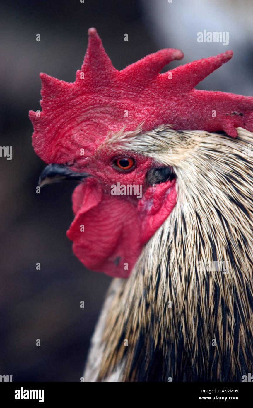 Profile Cockerel Rooster High Resolution Stock Photography and Images ...