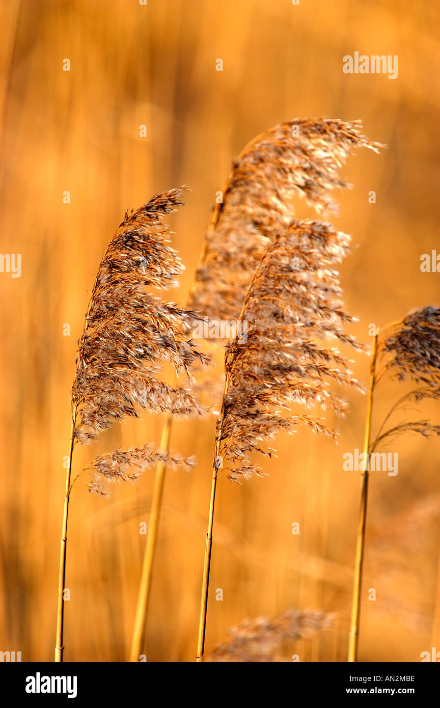 Common reed Phragmites australis Stock Photo - Alamy