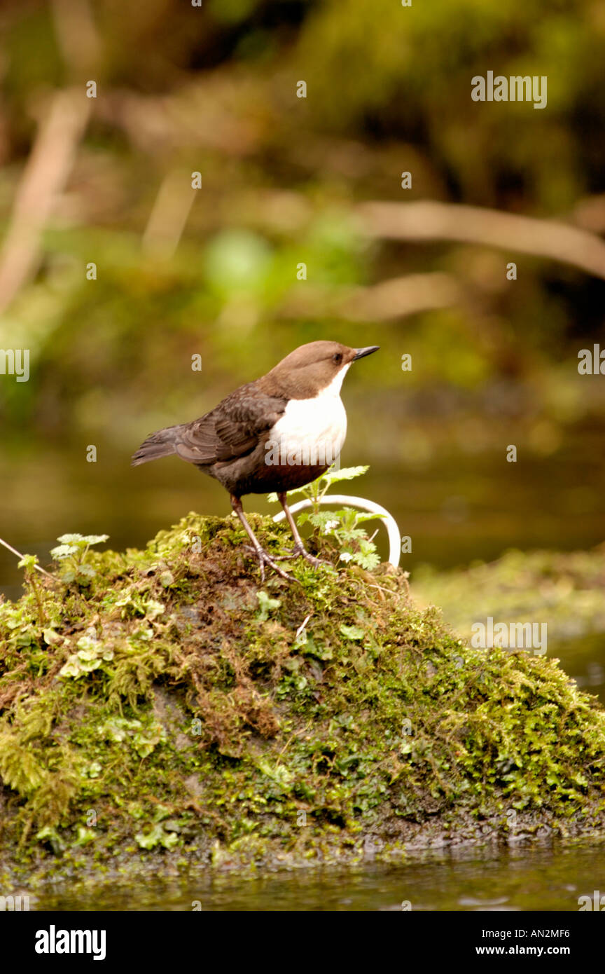 Common dipper bird hi-res stock photography and images - Alamy