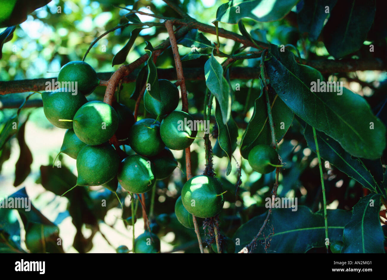 macadamia (Macadamia tetraphylla), fruits Stock Photo - Alamy