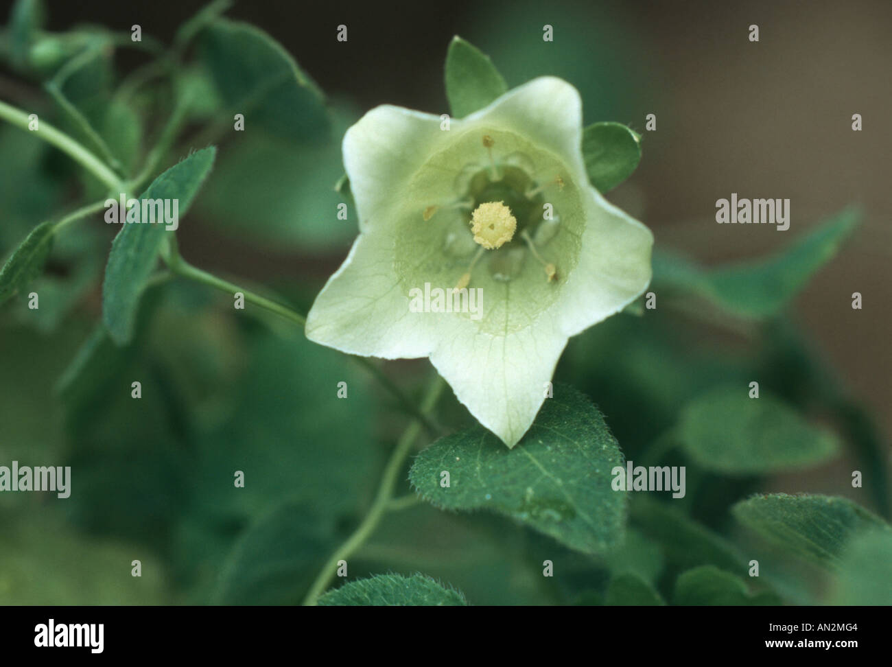 codonopsis, Bonnet bellflower (Codonopsis pilosula), single blossom ...