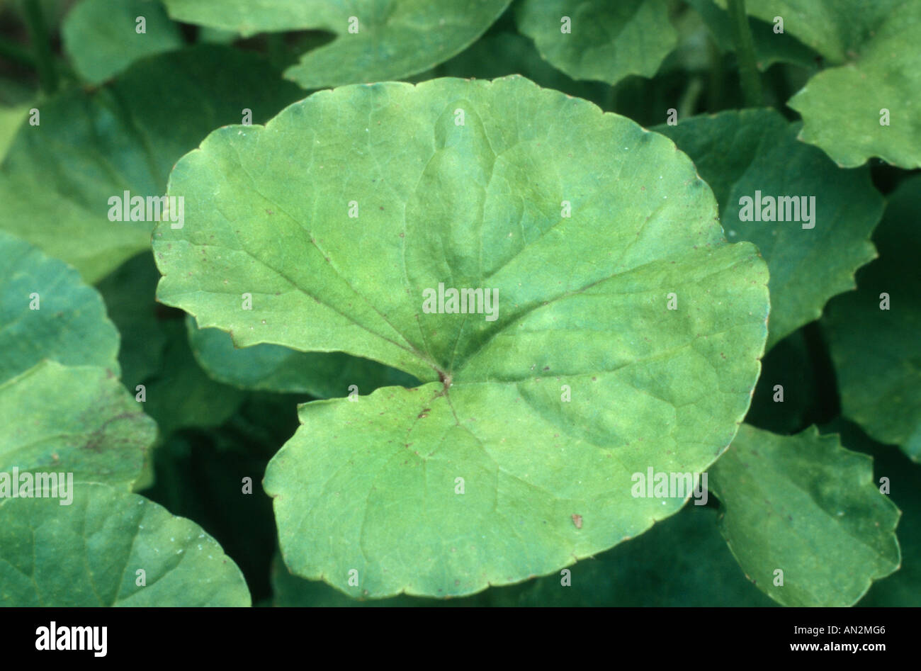 Pennyweed centella asiatica hi-res stock photography and images - Alamy