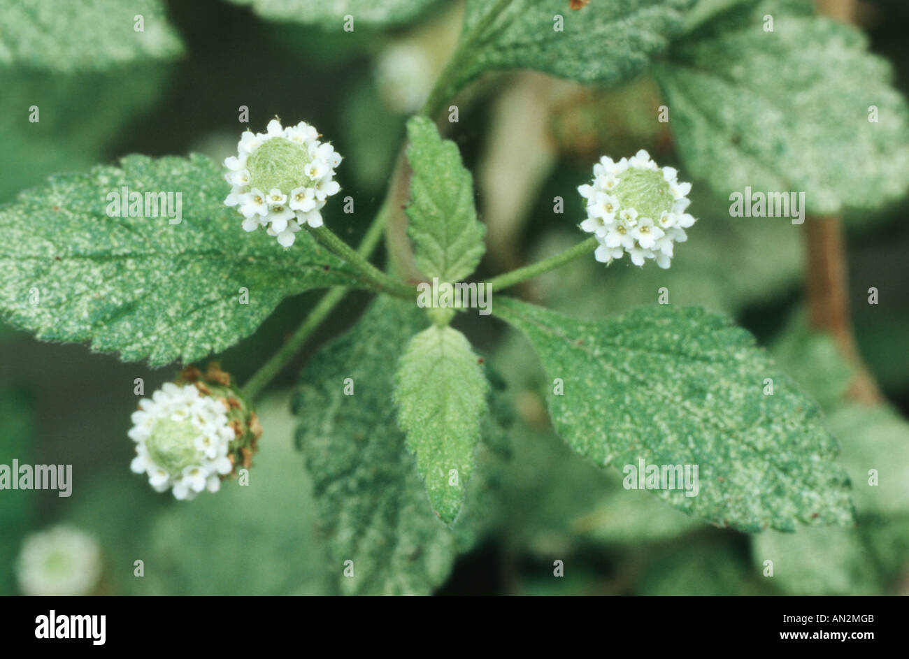 aztec sweet herb (Lippia dulcis, Phyla scaberrima), blooming plant ...