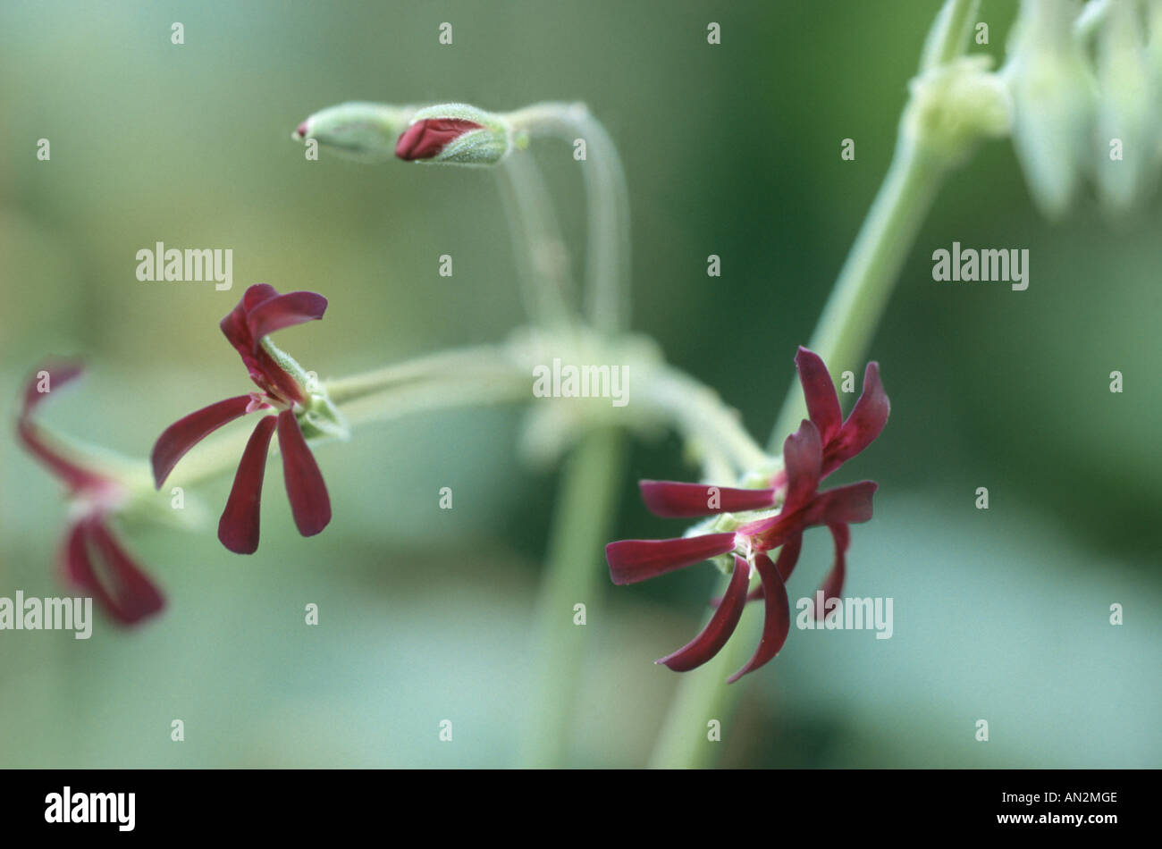 geranium (Pelargonium sidoides), plant from which is made the ...