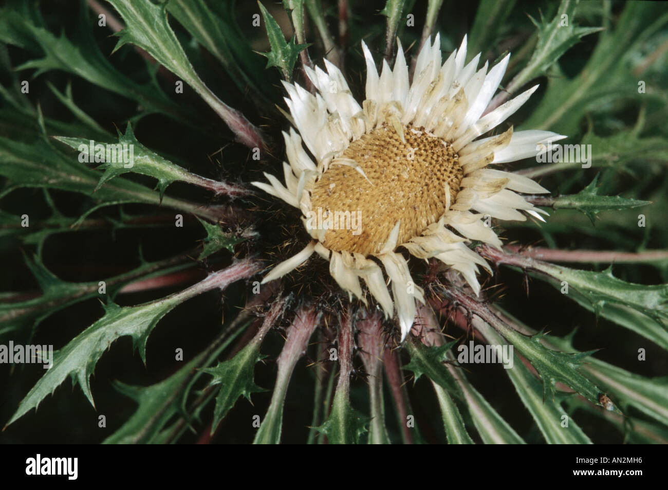 dwarf thistle (Carlina acaulis), detail of the inflorescence Stock ...