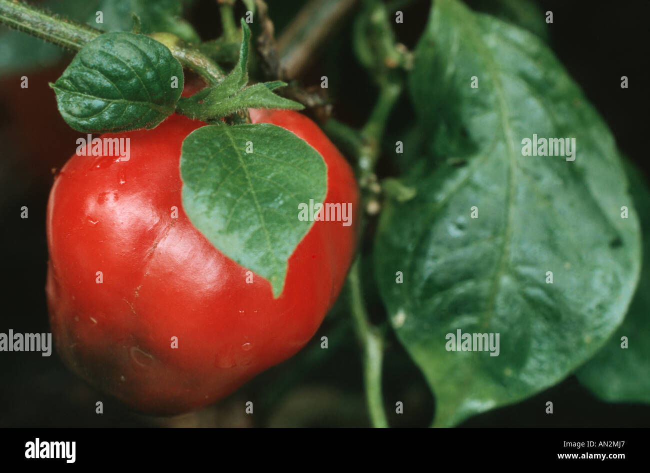 chili (Capsicum pubescens), single fruit Stock Photo - Alamy