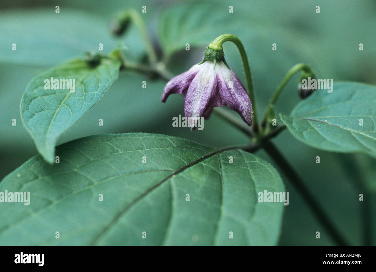 Capsicum pubescens hi-res stock photography and images - Alamy