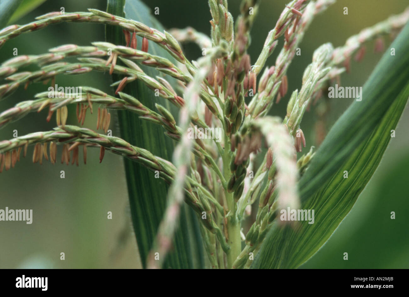 Wind Pollination Grasses Stock Photos & Wind Pollination Grasses Stock ...