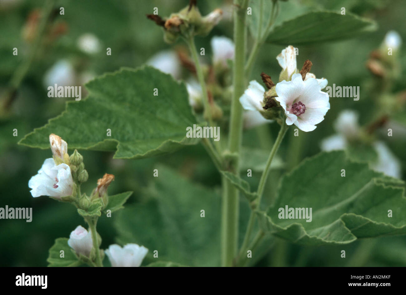 Althaea officinalis seed hi-res stock photography and images - Alamy
