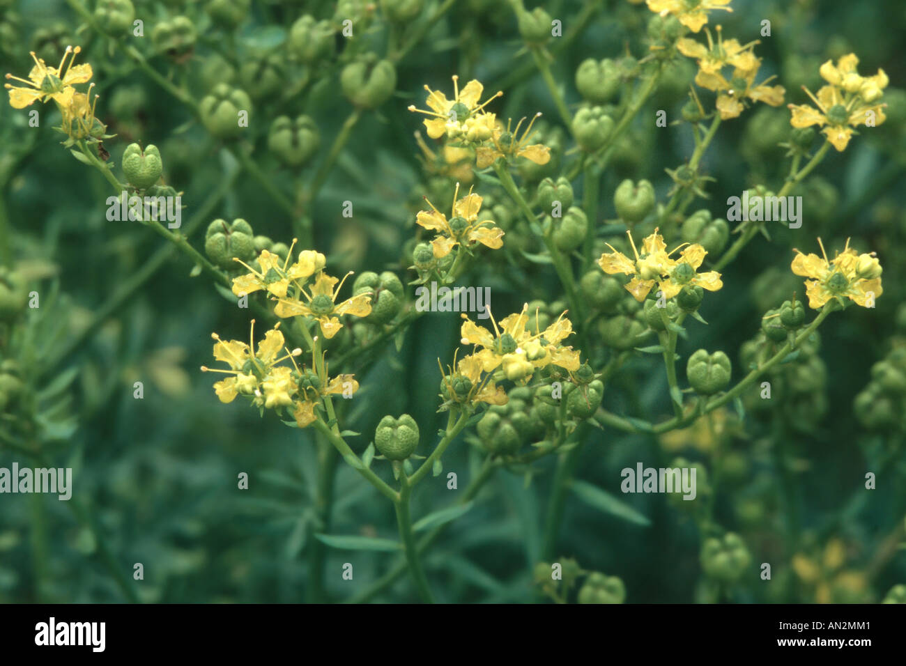 common rue (Ruta graveolens), blossoms Stock Photo - Alamy