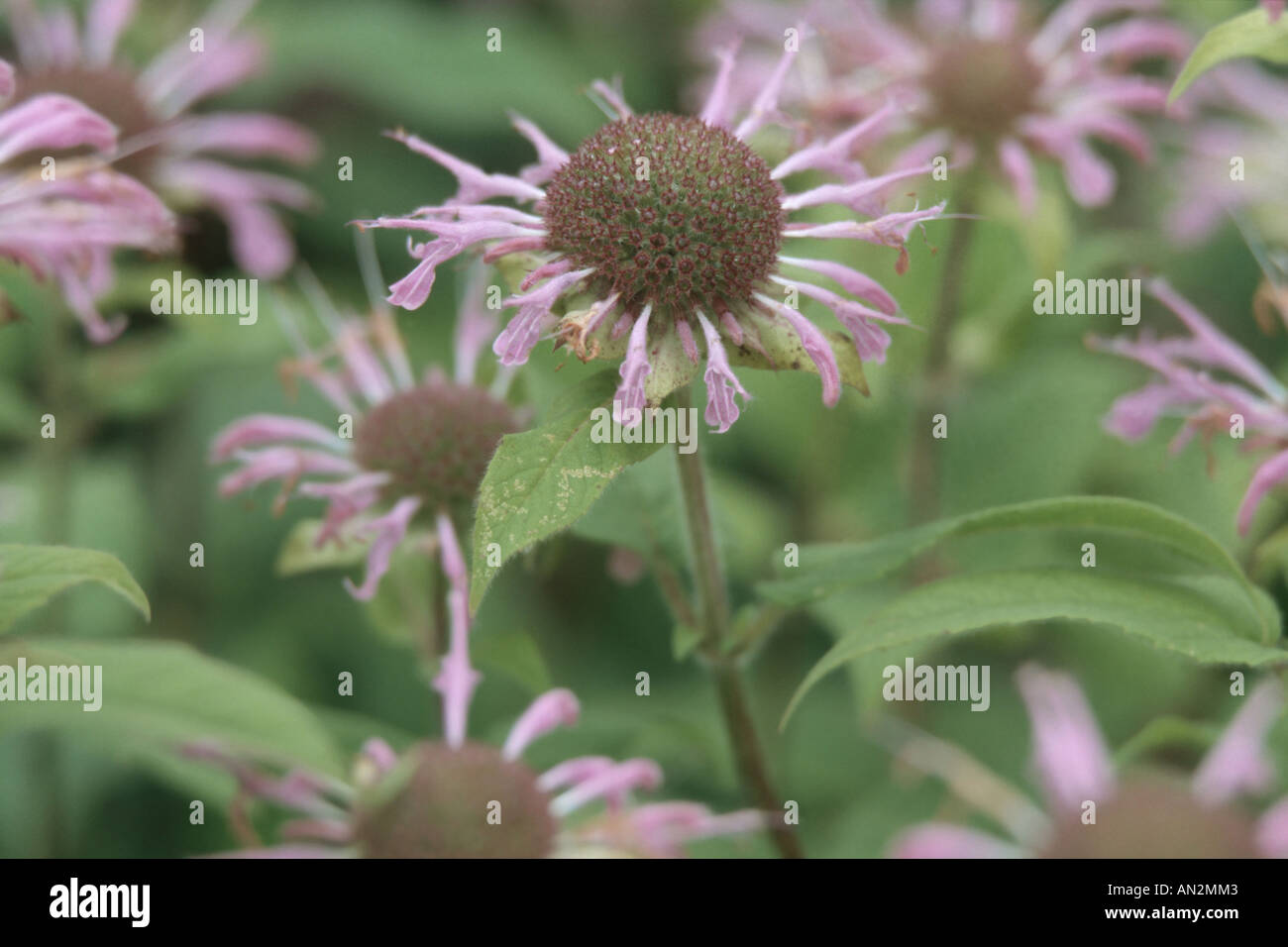 bee balm, oswego tea (Monarda didyma), inflorescences Stock Photo - Alamy