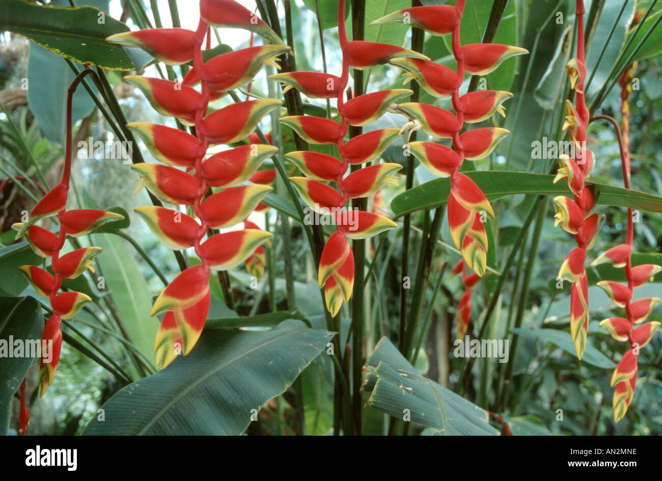 lobster claw heliconia (Heliconia rostrata), blooming Stock Photo - Alamy