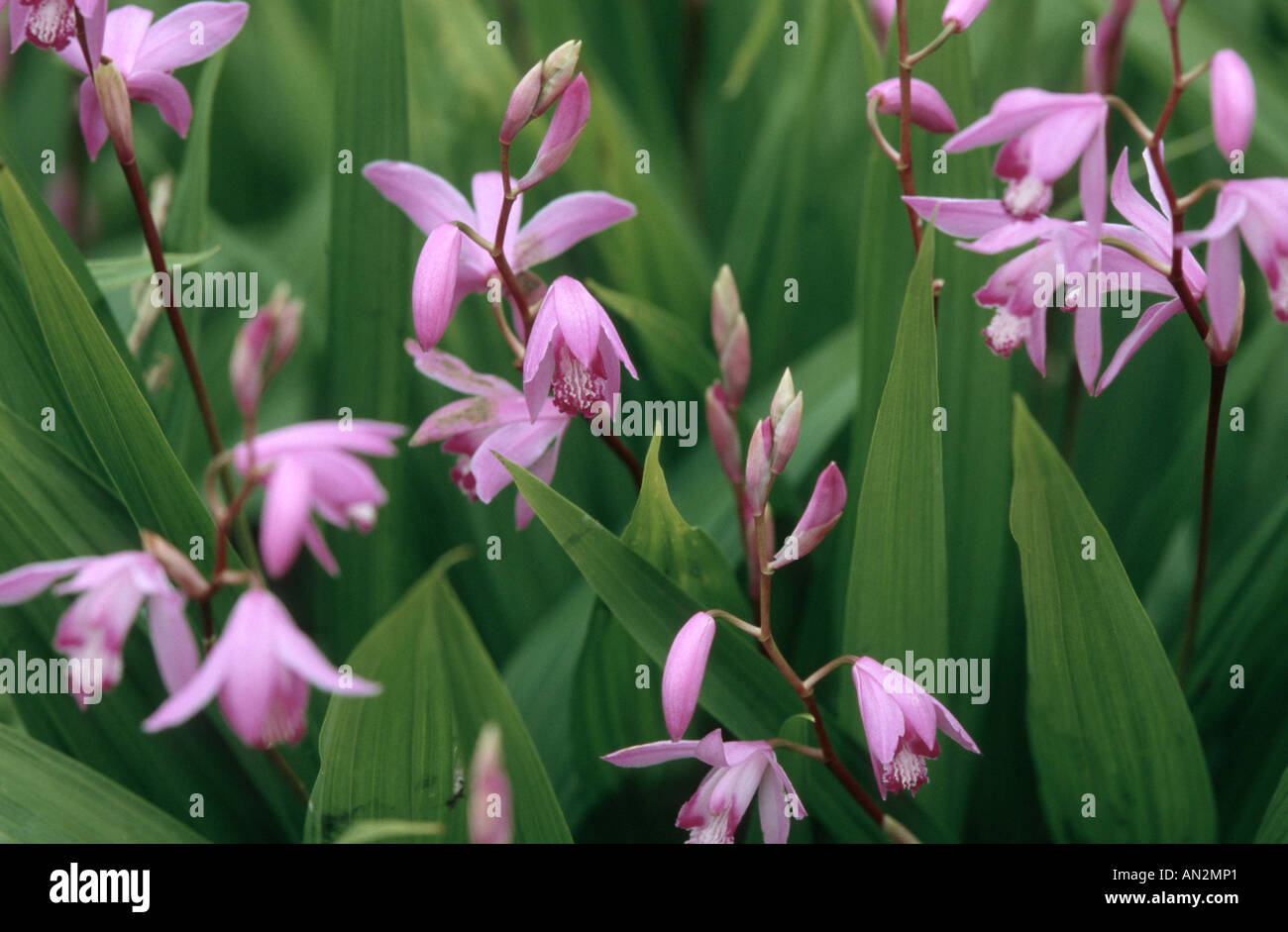 Hardy orchid flower hi-res stock photography and images - Alamy