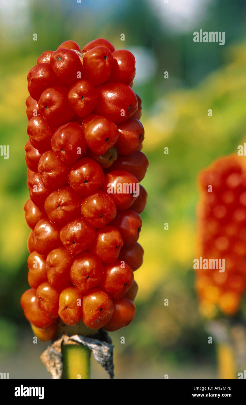 Italian arums hi-res stock photography and images - Alamy