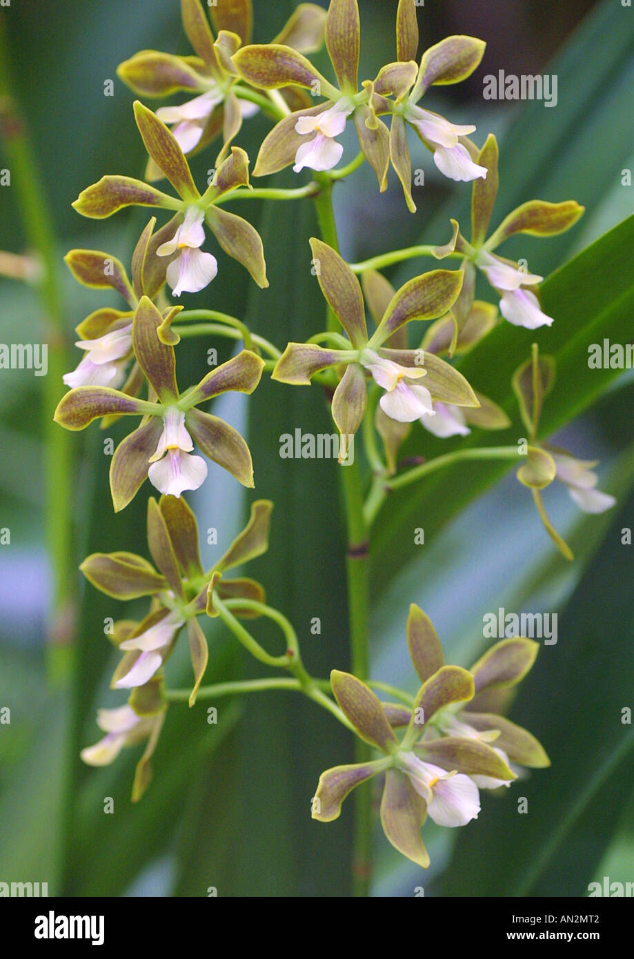 Encyclia hybrid encyclia hybride hi-res stock photography and images ...