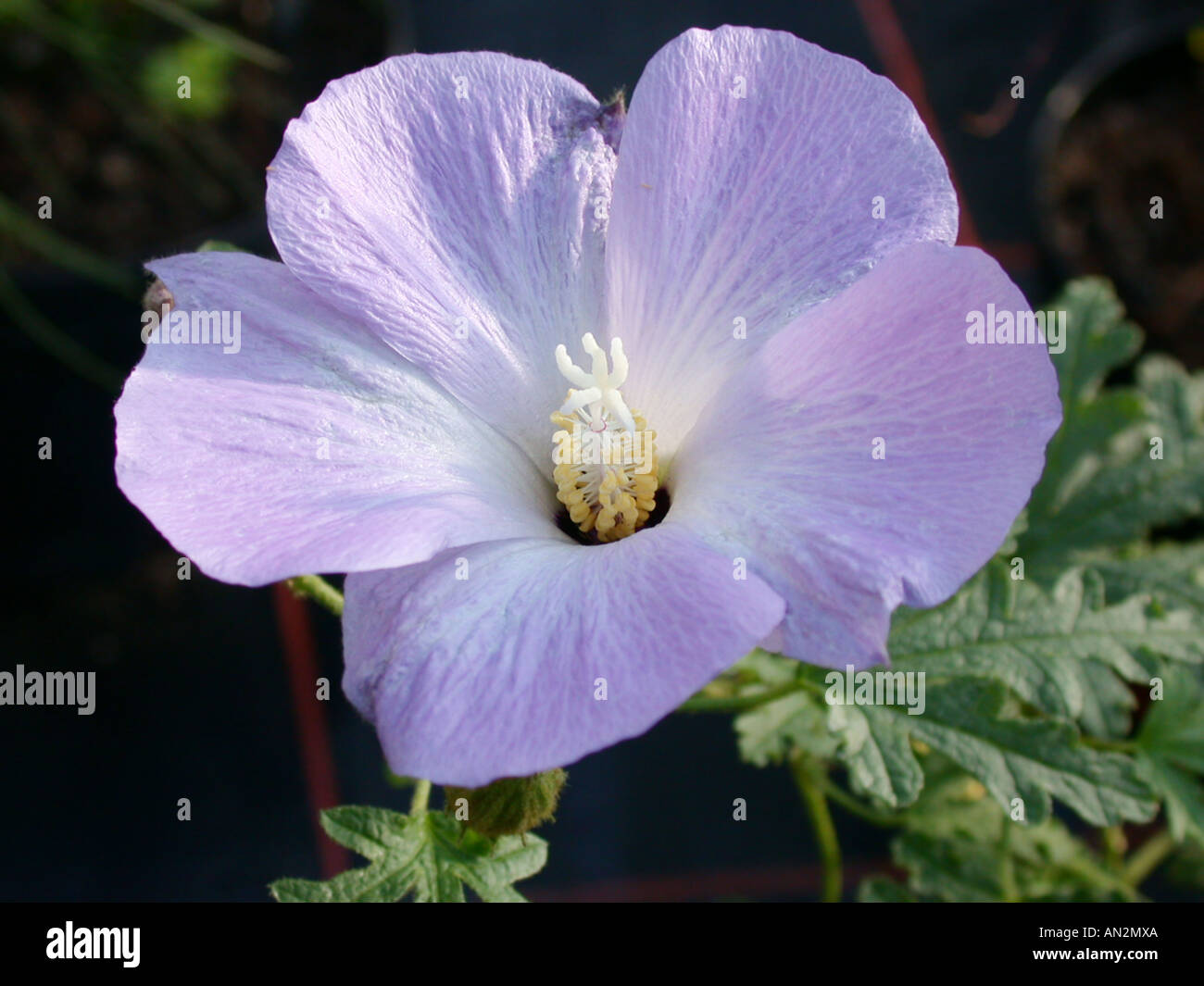 Blue Hibiscus, Liliac Hibiscus (Alyogyne huegelii), flower Stock Photo ...