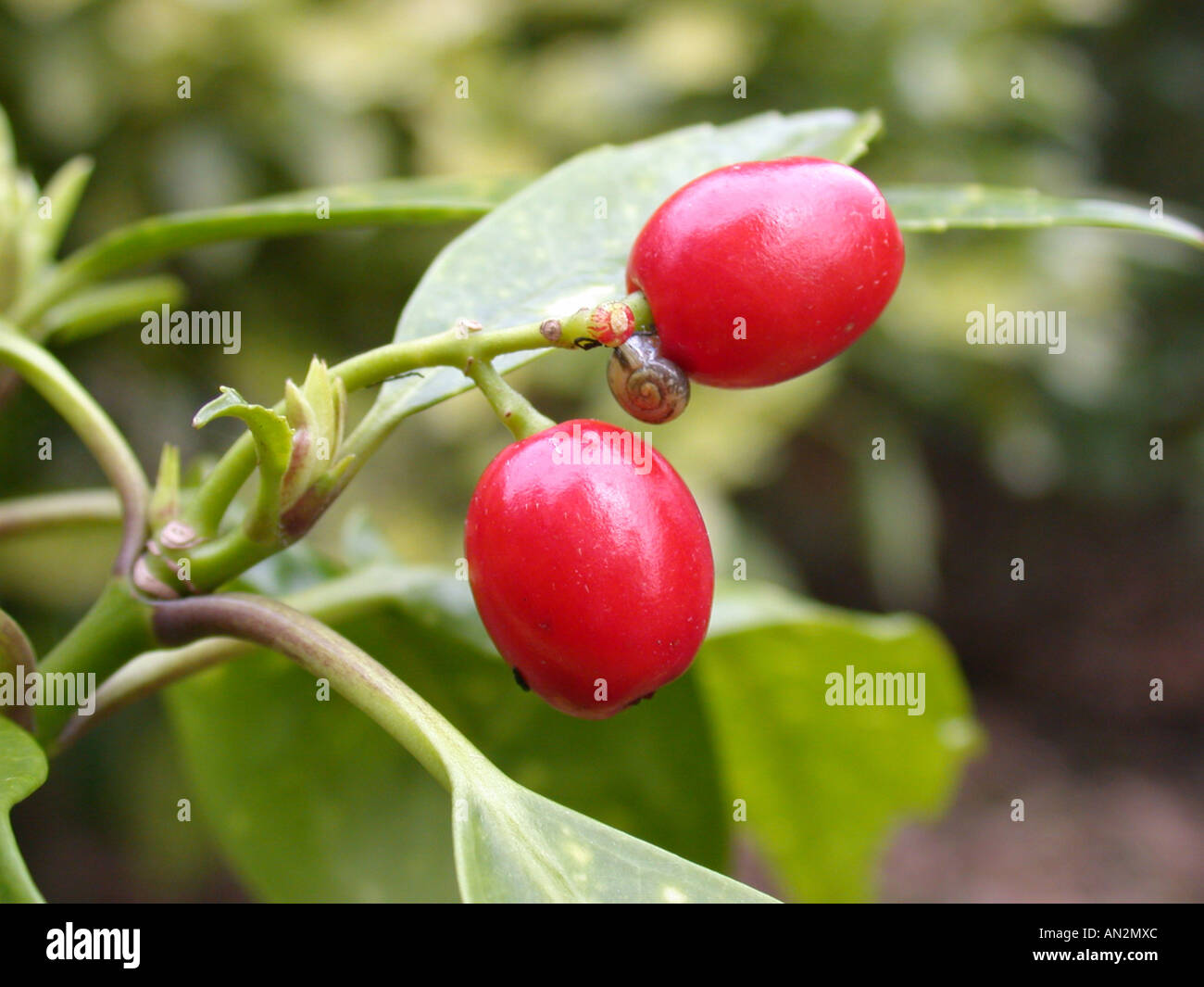 Aucuba japonica bushes hi-res stock photography and images - Alamy