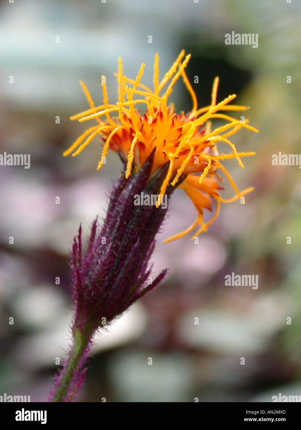 Purple Passion Vine (Gynura aurantiaca), inflorescence (capitulum Stock ...