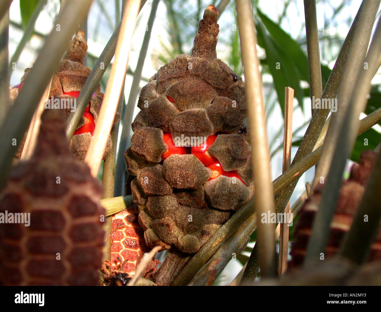 Zamia pumila (Zamia pumila), female inflorescence with red seeds Stock ...