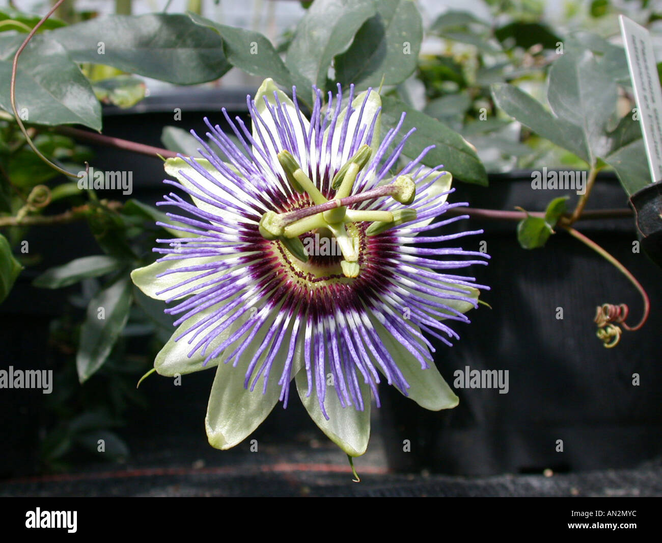 Blue Passionflower (Passiflora caerulea), flower Stock Photo - Alamy