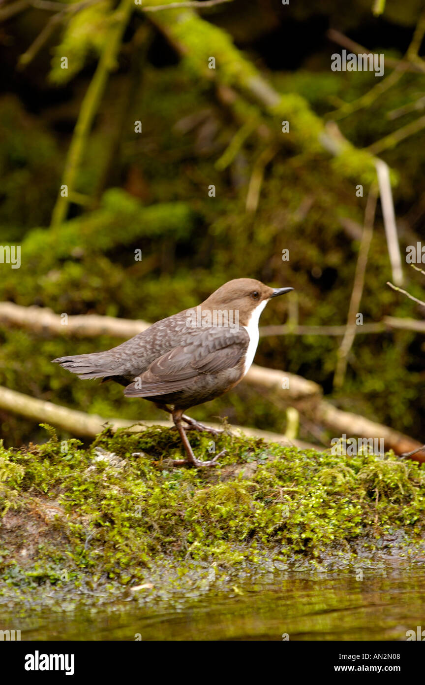 Dipper images hi-res stock photography and images - Alamy