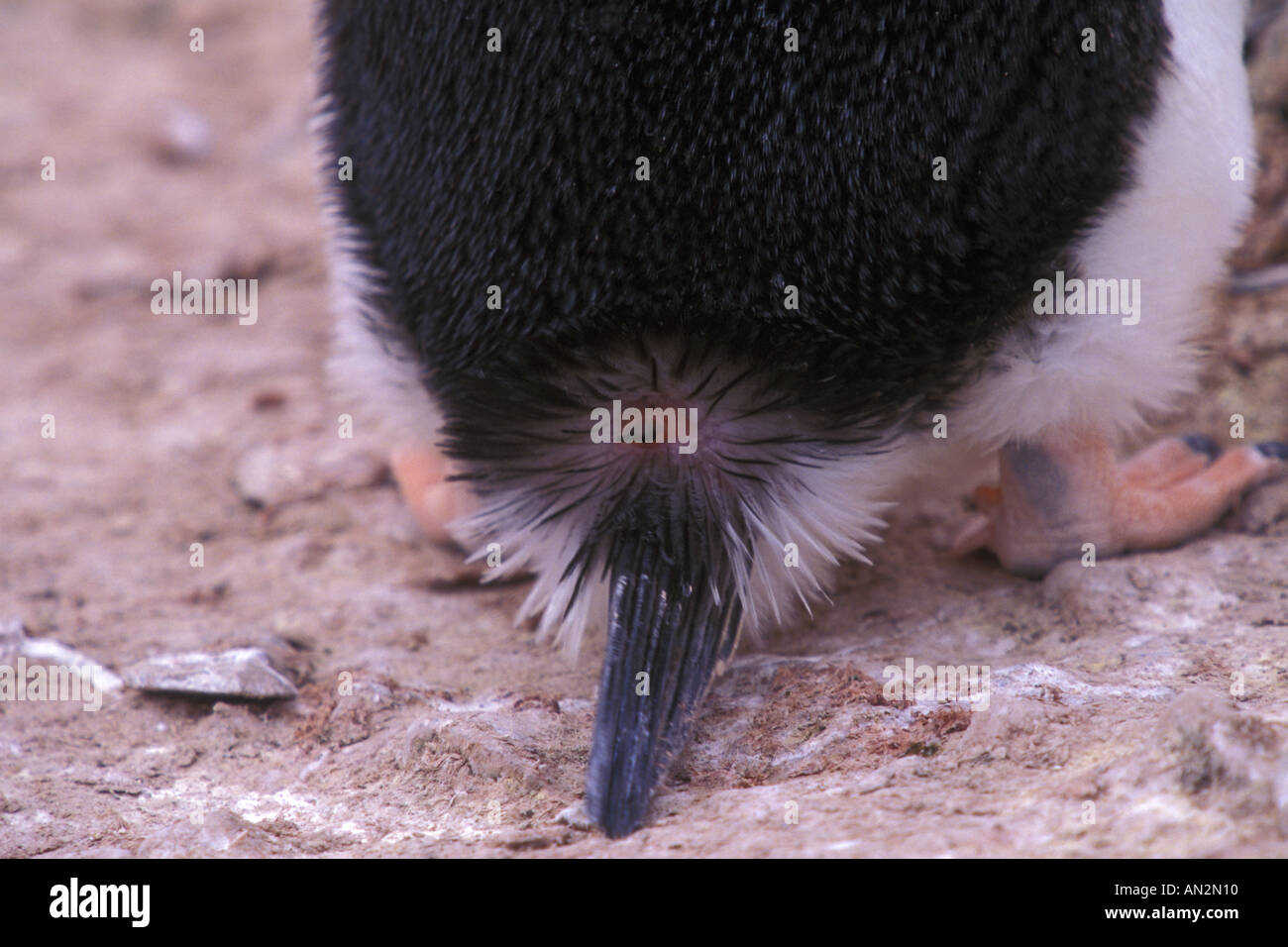 Gentoo Penguin's Oil Gland Livingston Isle Antarctica Stock Photo - Alamy