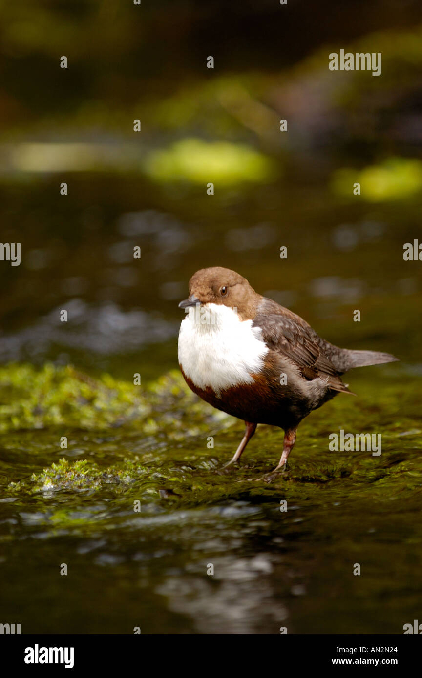 Dipper images hi-res stock photography and images - Alamy