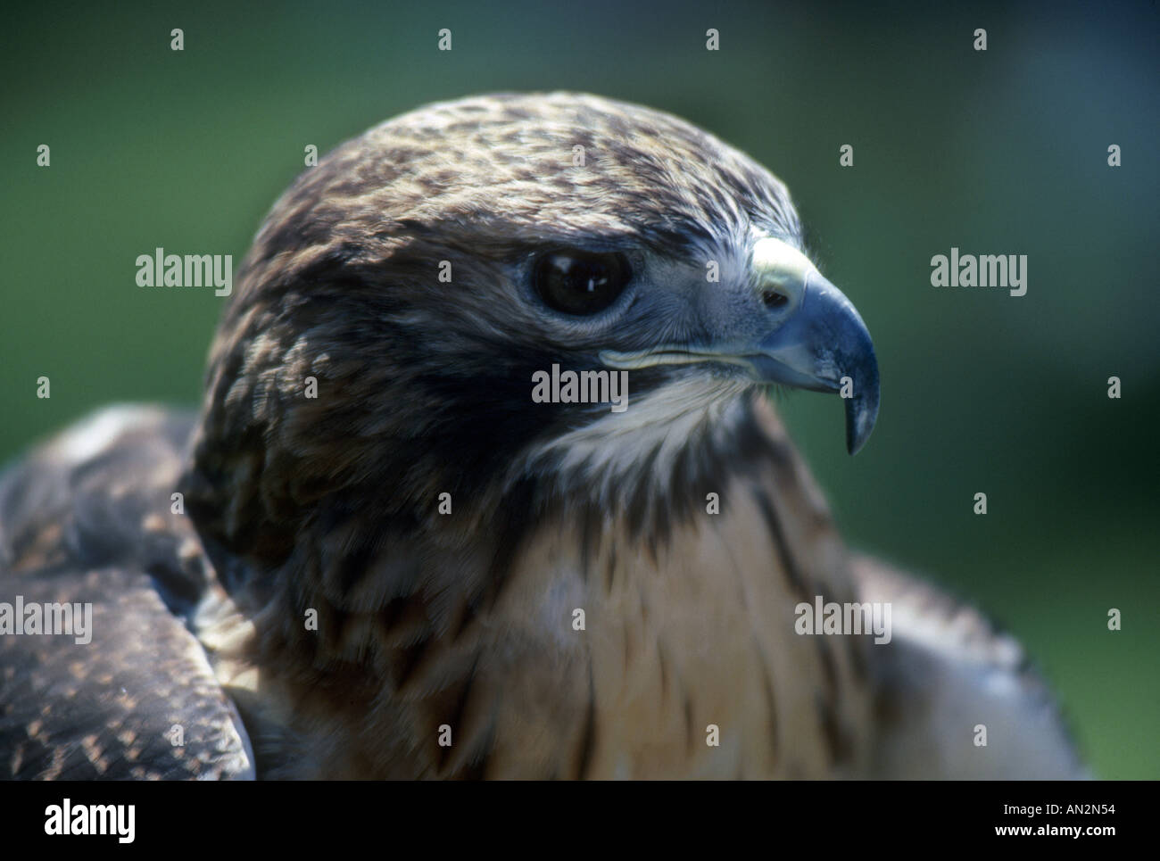 Redtailed hawk hi-res stock photography and images - Alamy