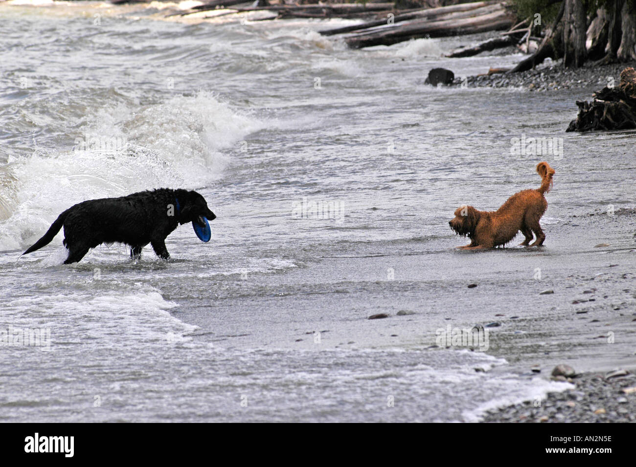 Two dogs playing on beach Stock Photo - Alamy