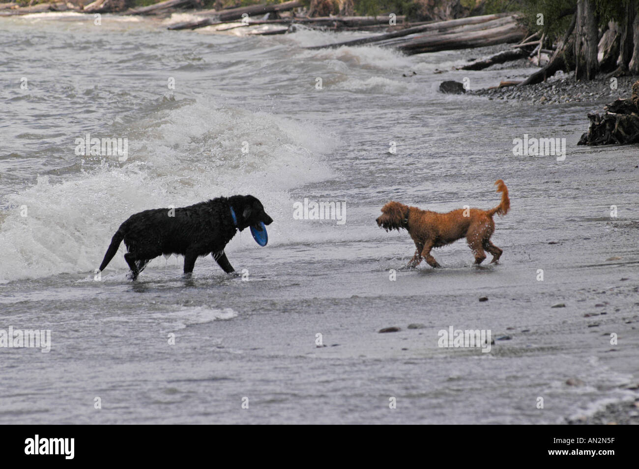 Two dogs playing on beach Stock Photo - Alamy