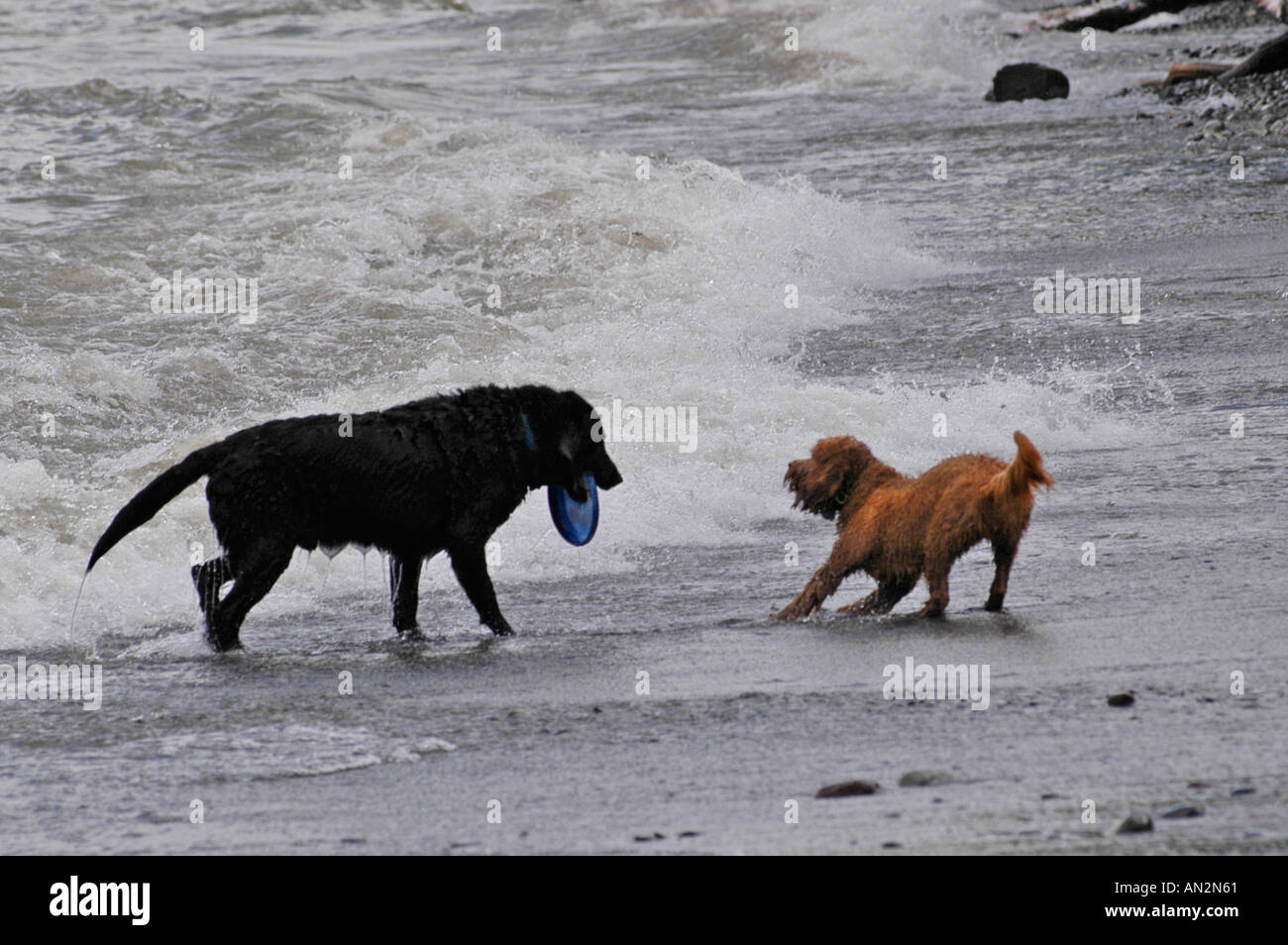 Two dogs playing on beach Stock Photo - Alamy