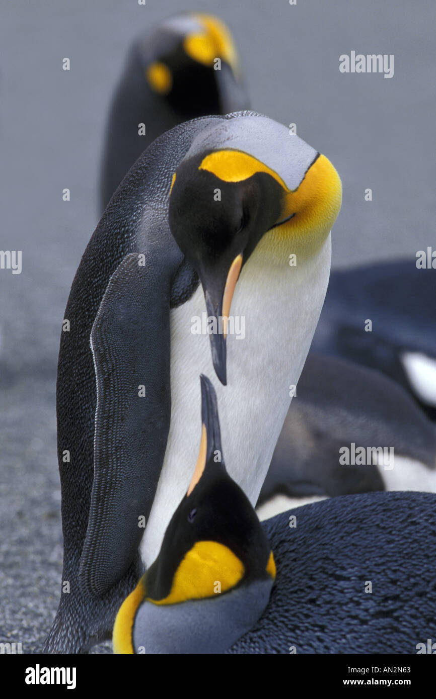 Cloacal Kiss Penguins With