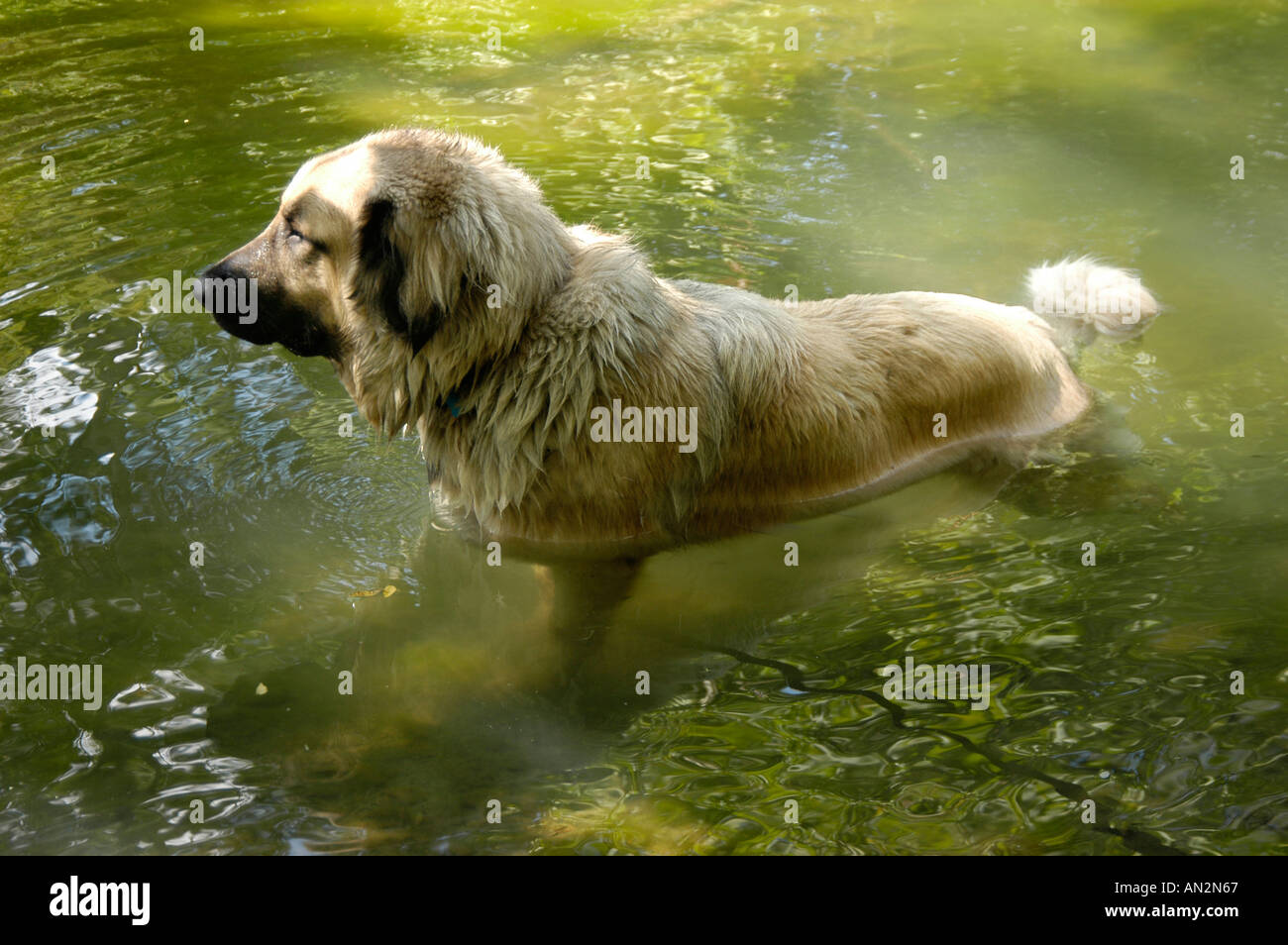 Anatolian shepherd dog hi-res stock photography and images - Alamy