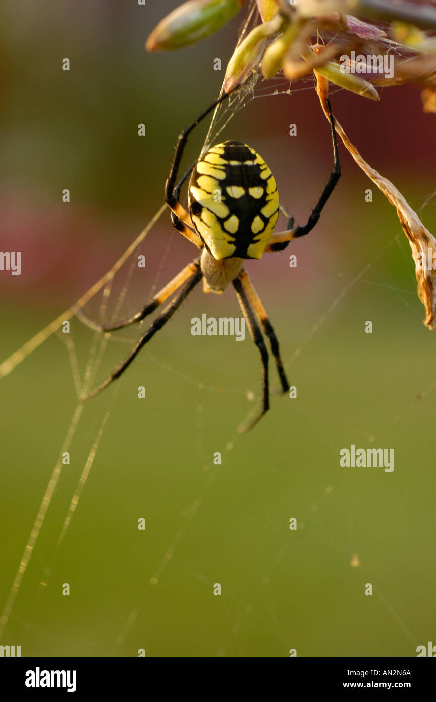 Black and yellow garden spider Stock Photo - Alamy