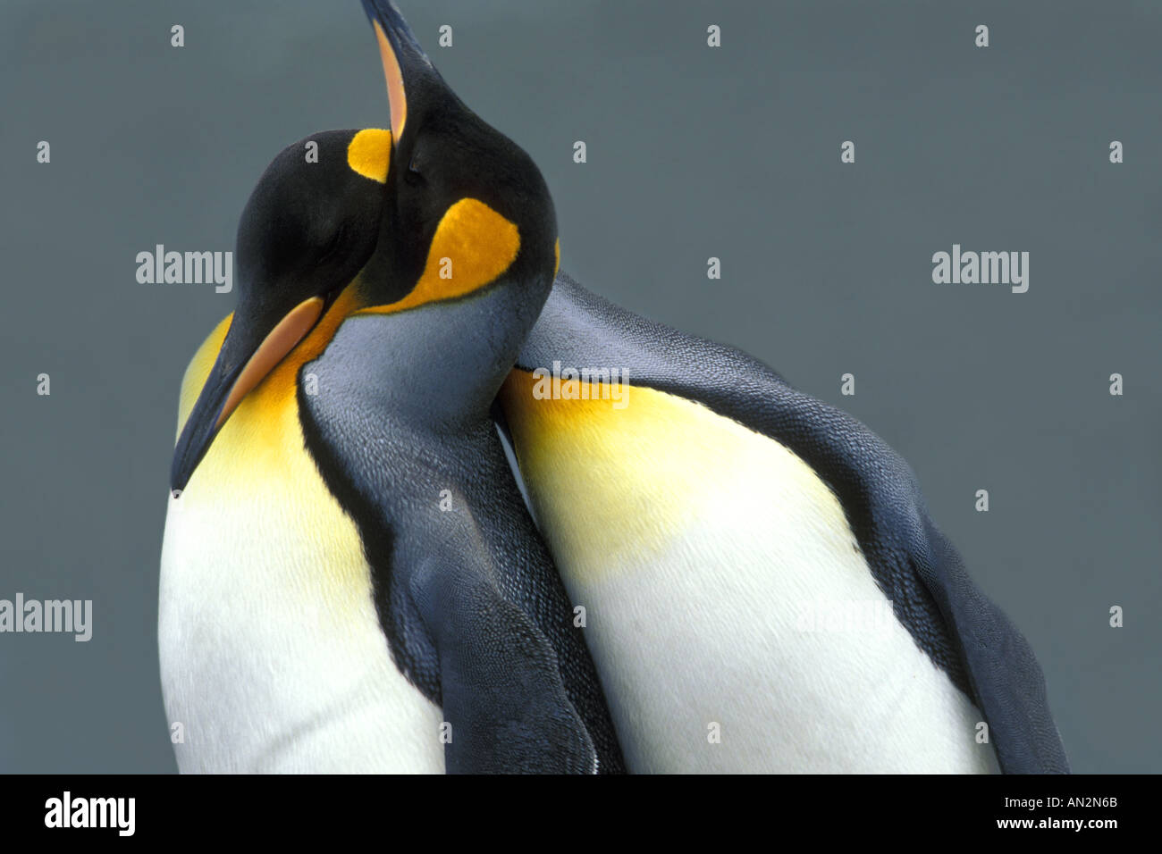 King Penguins Mating Behavior Stock Photo - Alamy