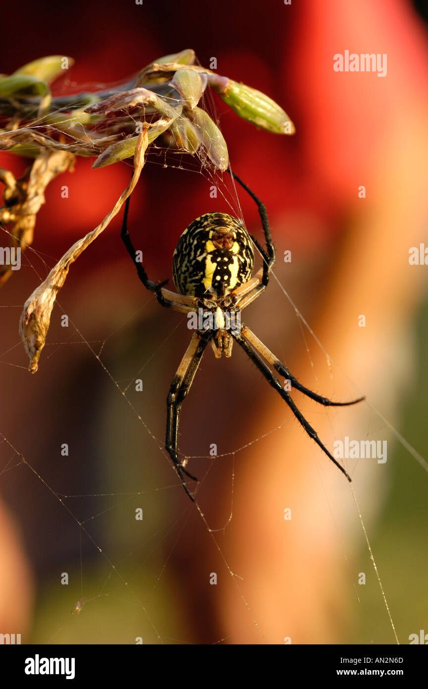 Black and yellow garden spider Stock Photo - Alamy