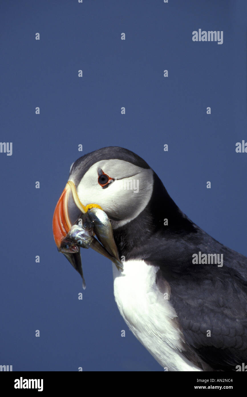 Arctic Puffin with Herring Stock Photo - Alamy
