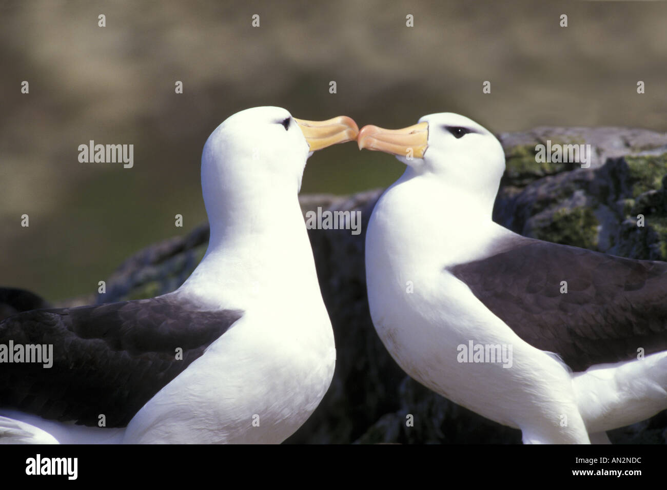 Black-browed Albatross Mating Behavior Stock Photo - Alamy