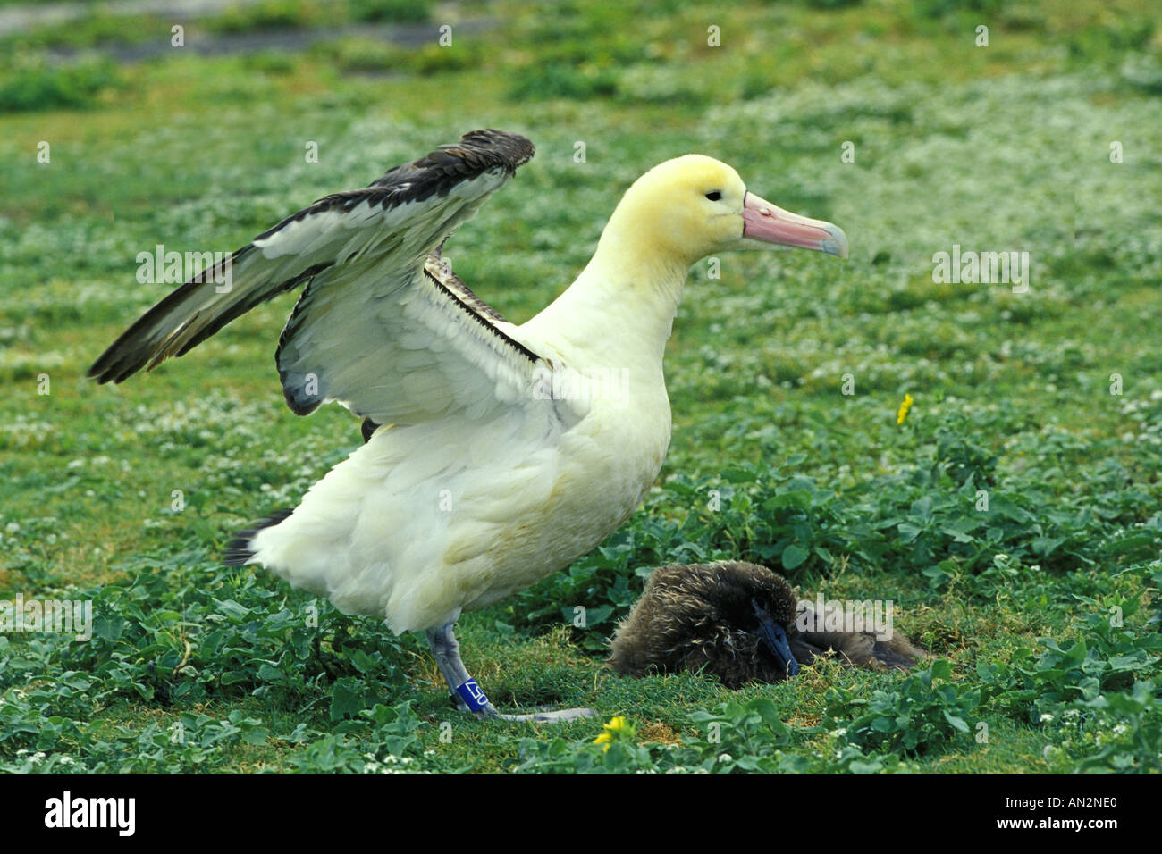 Diomedea albatrus hi-res stock photography and images - Alamy