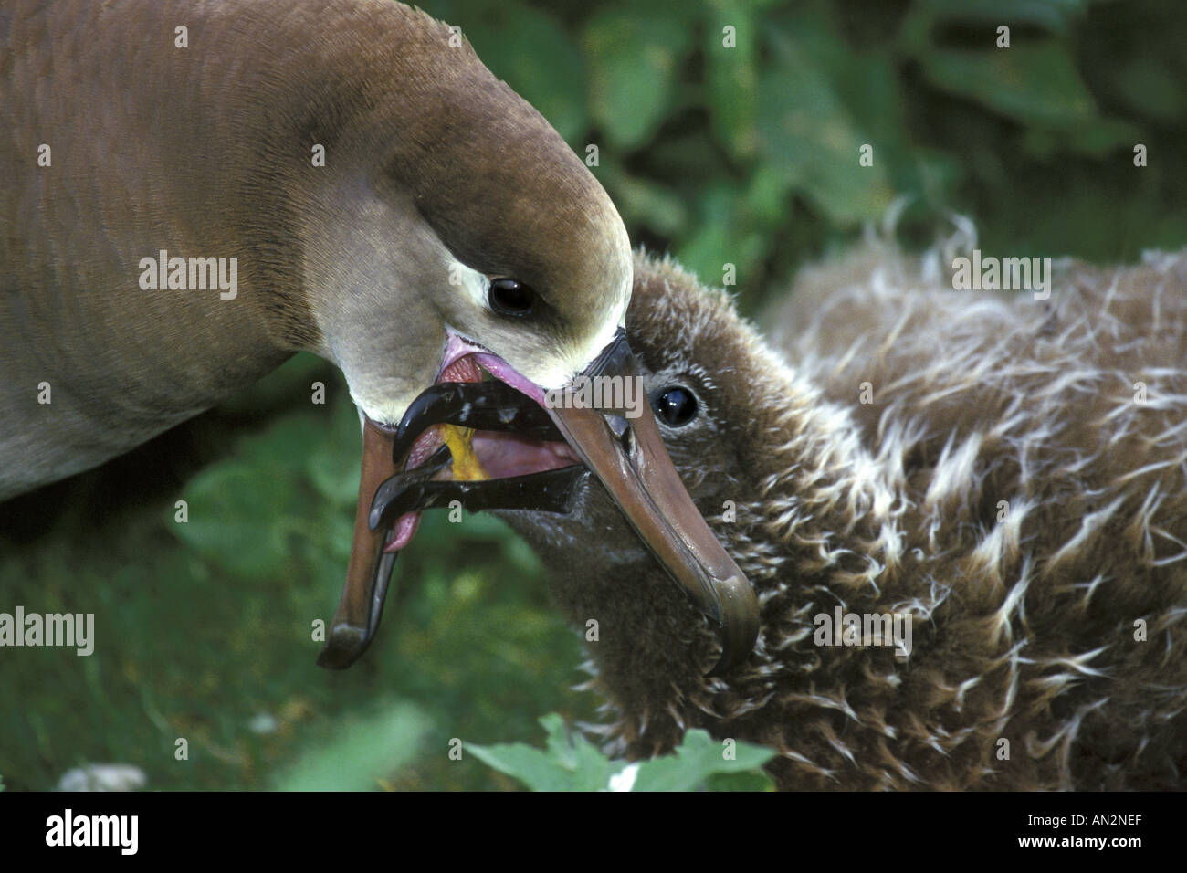 Black-footed albatrosse Feeding its Chick Stock Photo - Alamy