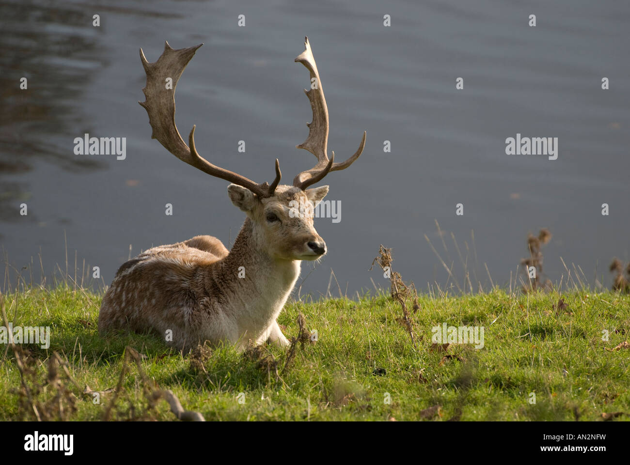 male fallow deer Stock Photo - Alamy