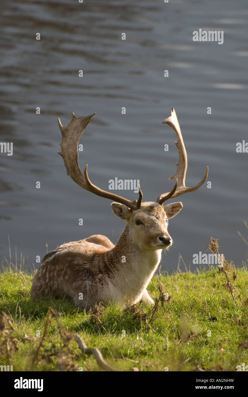 male fallow deer Stock Photo - Alamy