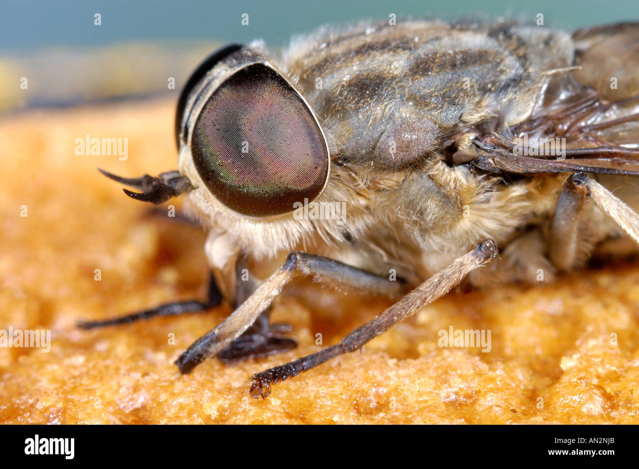 J van neck hi-res stock photography and images - Alamy